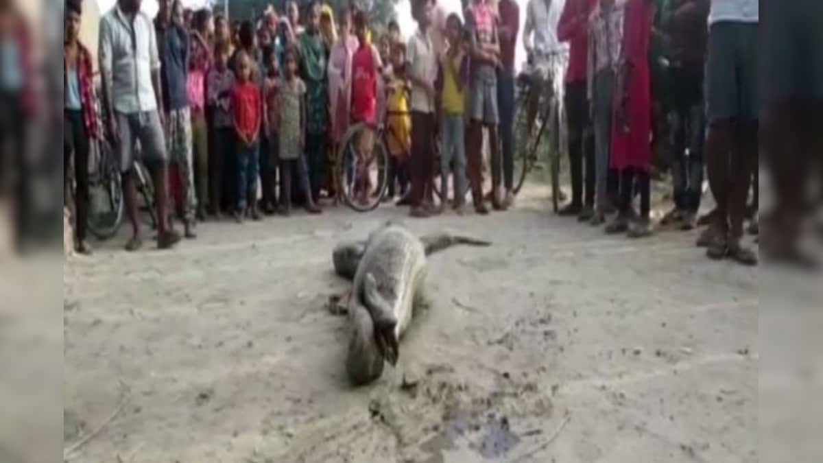 Python That Was Unable to Move After Swallowing a Goat Rescued and ...