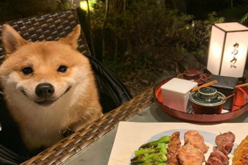 Uni, the Shiba Inu, Has the Widest Smile Around Food and We Couldn't ...