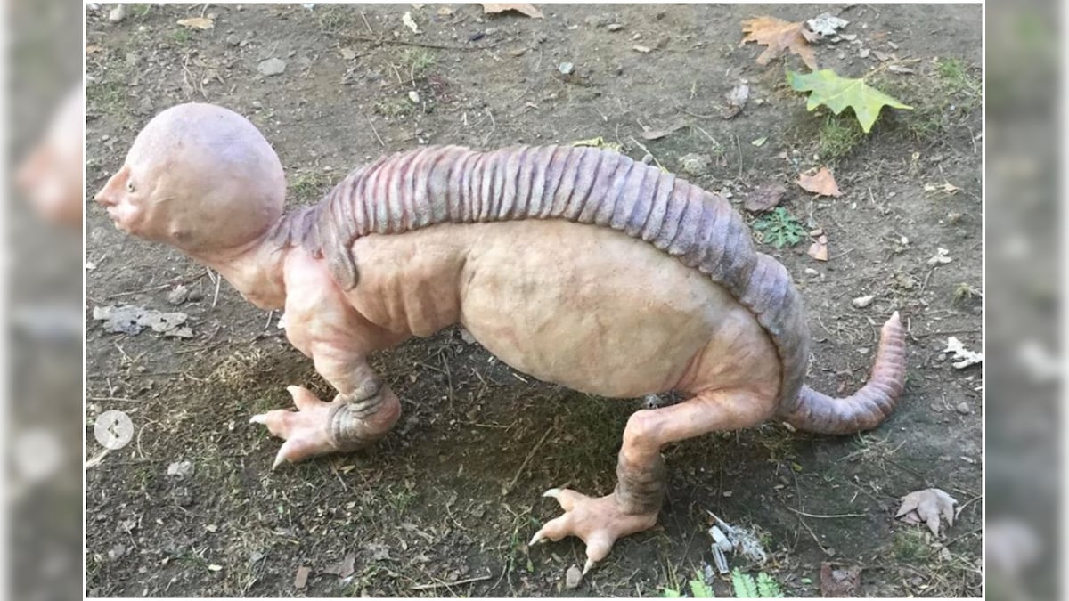 Viral Mystery 'Creature' Turns Out to be Silicone Artwork by Hyper ...