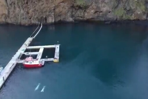 Two Captive Beluga Whales Finally Released Into Icelandic Sea Sanctuary ...