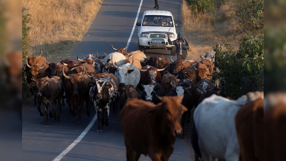 African Cattle Bred for 'Toughness' are Now Resilient to Climate Change ...