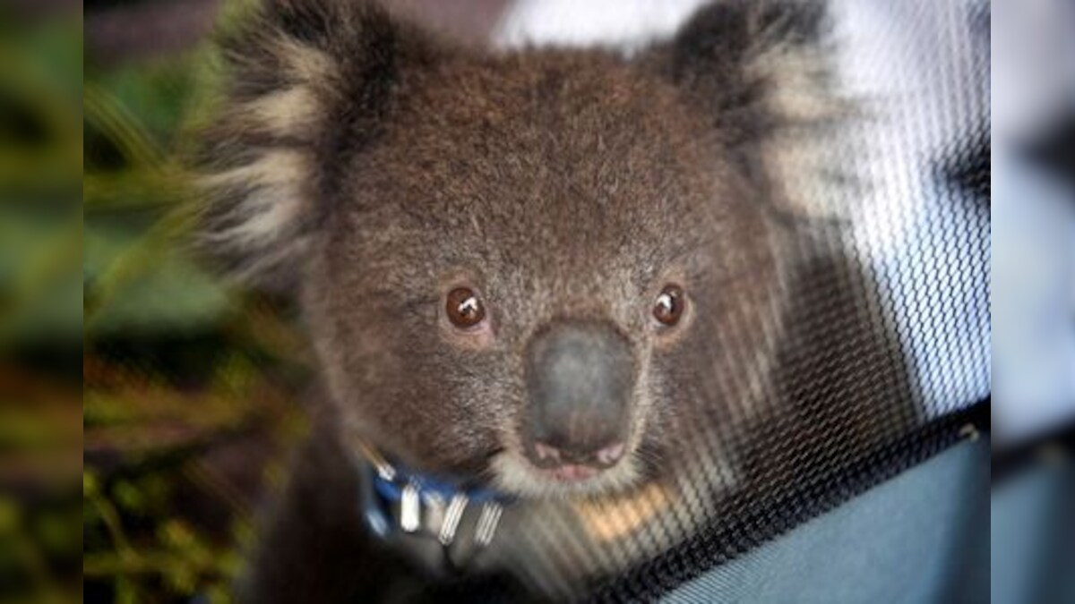 'Koala War' Throws Australian State Into Political Chaos