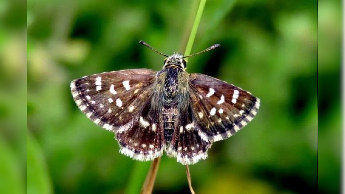 India Now has 1328 Registered Species of Butterflies After Rajasthan ...