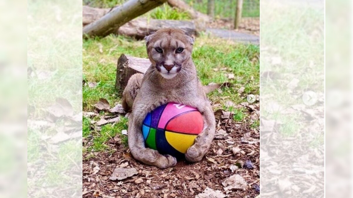 'Cuteness Overload': Photo of Puma Posing with Favourite Toy is Winning ...