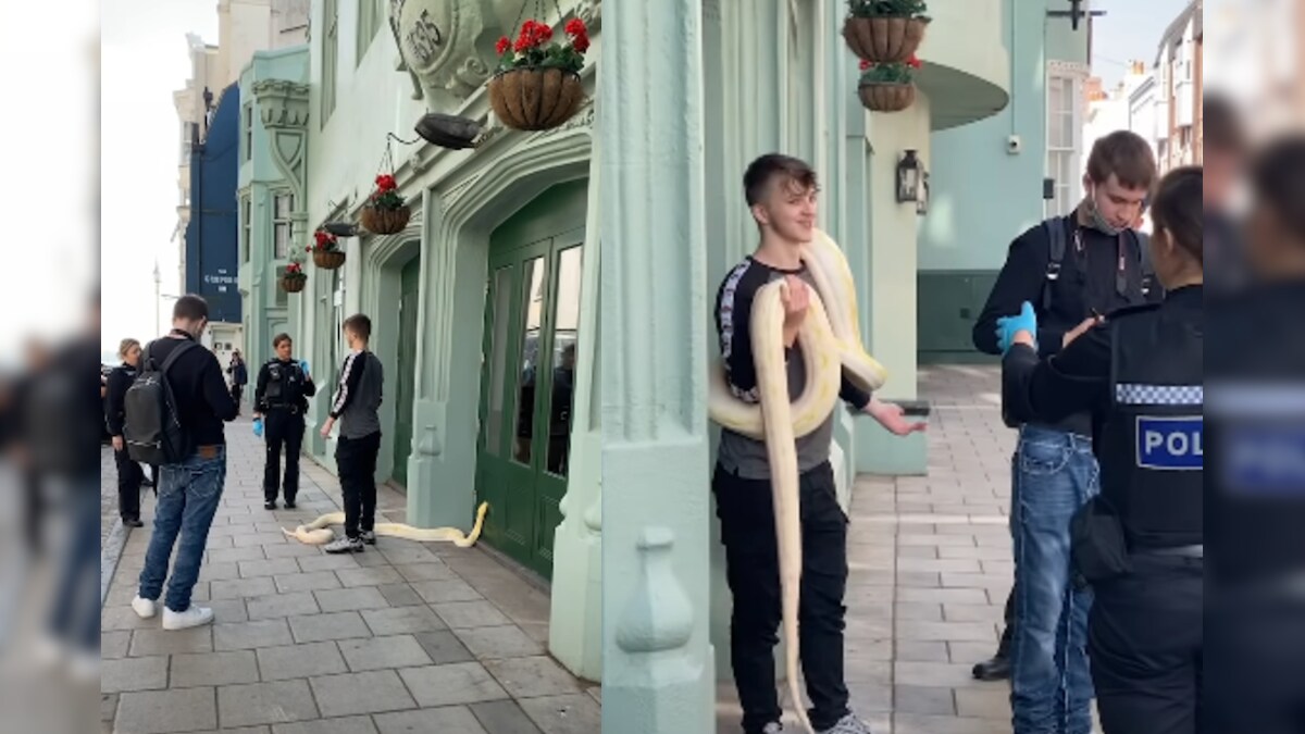 WATCH: Man in England Takes a 12-feet Python Out for a Walk, Baffles ...