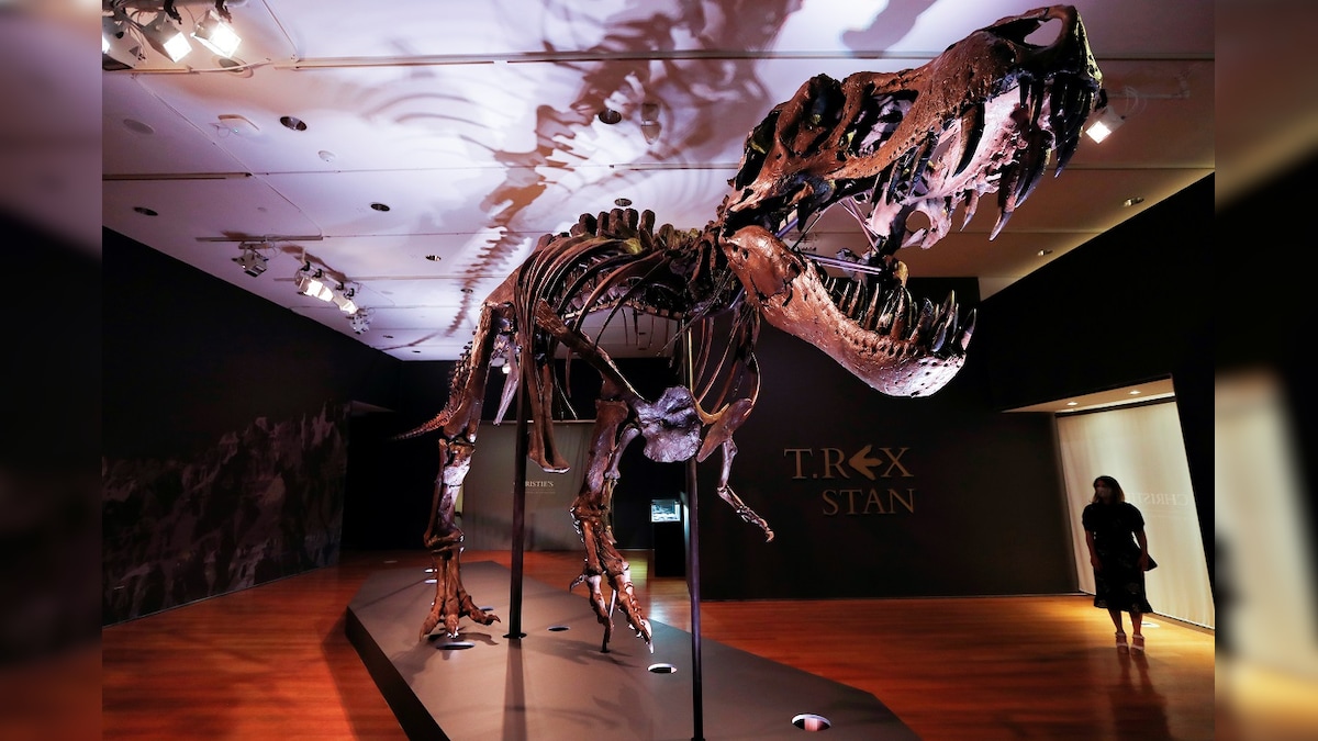Study Finds T-rex, Closest Relatives Had Huge Growth Spurts While the ...