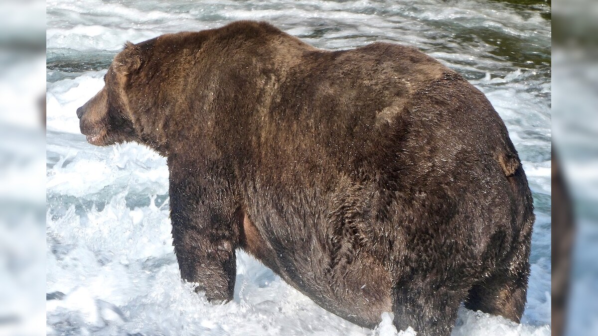 'Fabulously Fat': Wide-bodied 747 Crowned Alaska’s Heaviest Brown Bear