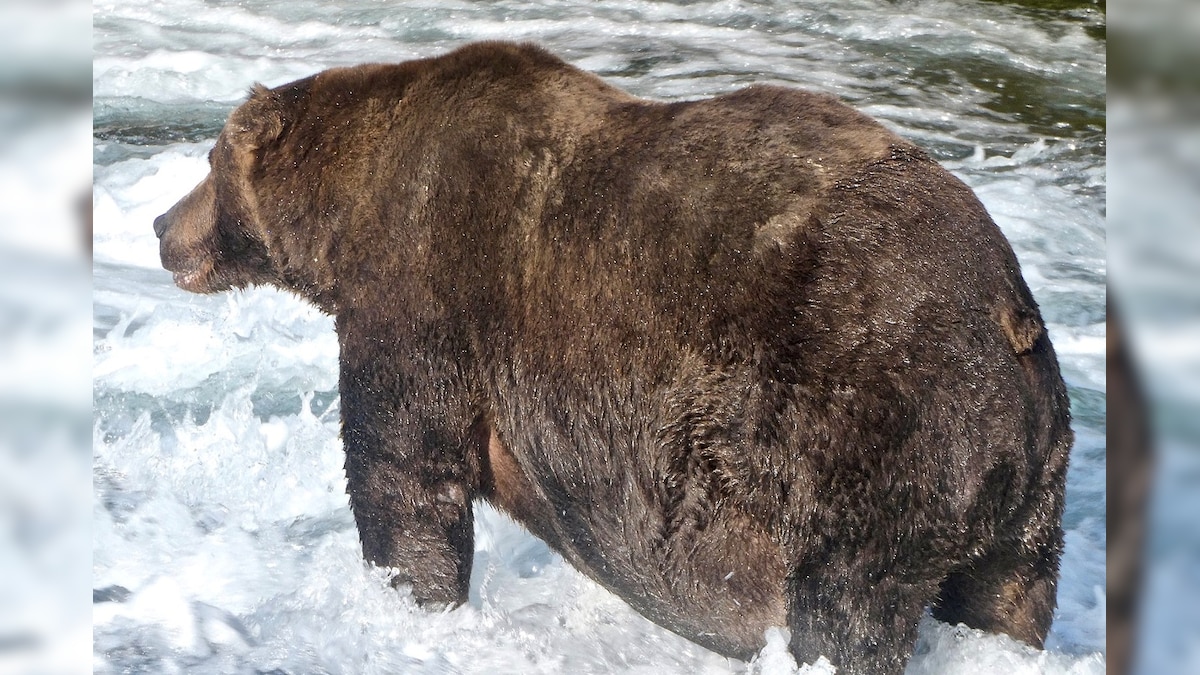 'Fabulously Fat': Wide-bodied 747 Crowned Alaska’s Heaviest Brown Bear ...