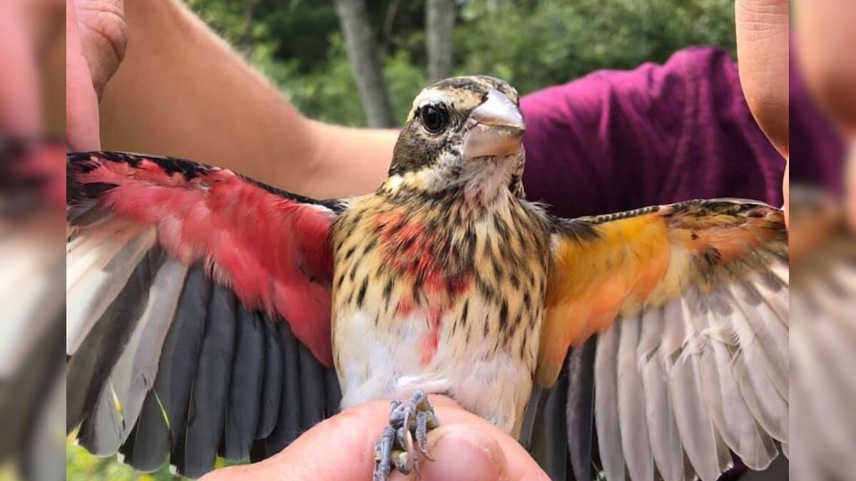 Biologists Find Spectacular Rare Bird in Pennsylvania That is Both Male ...