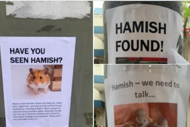 Chronicles of 'Hamish the Hamster' Has Twitter on the Edge, Here's What ...