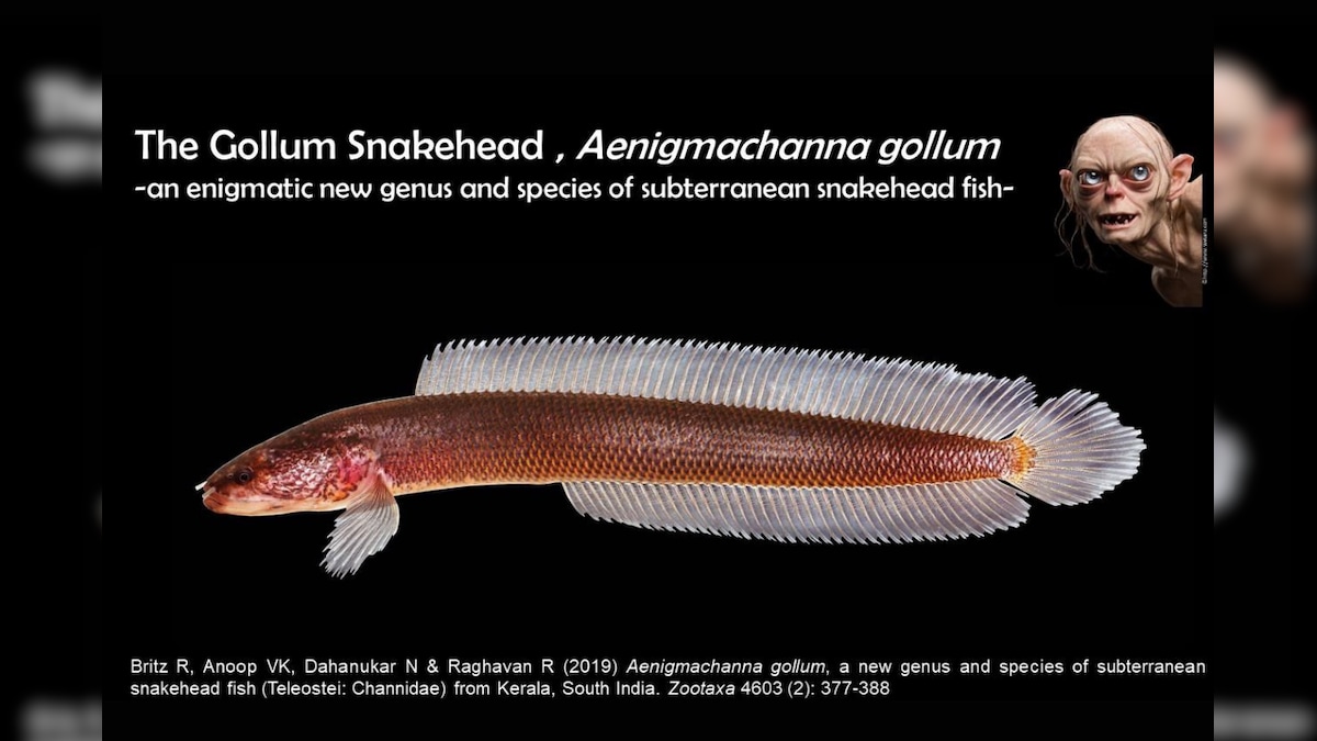 Snakehead Gollum Fish Discovered in Kerala is Living Fossil From ...