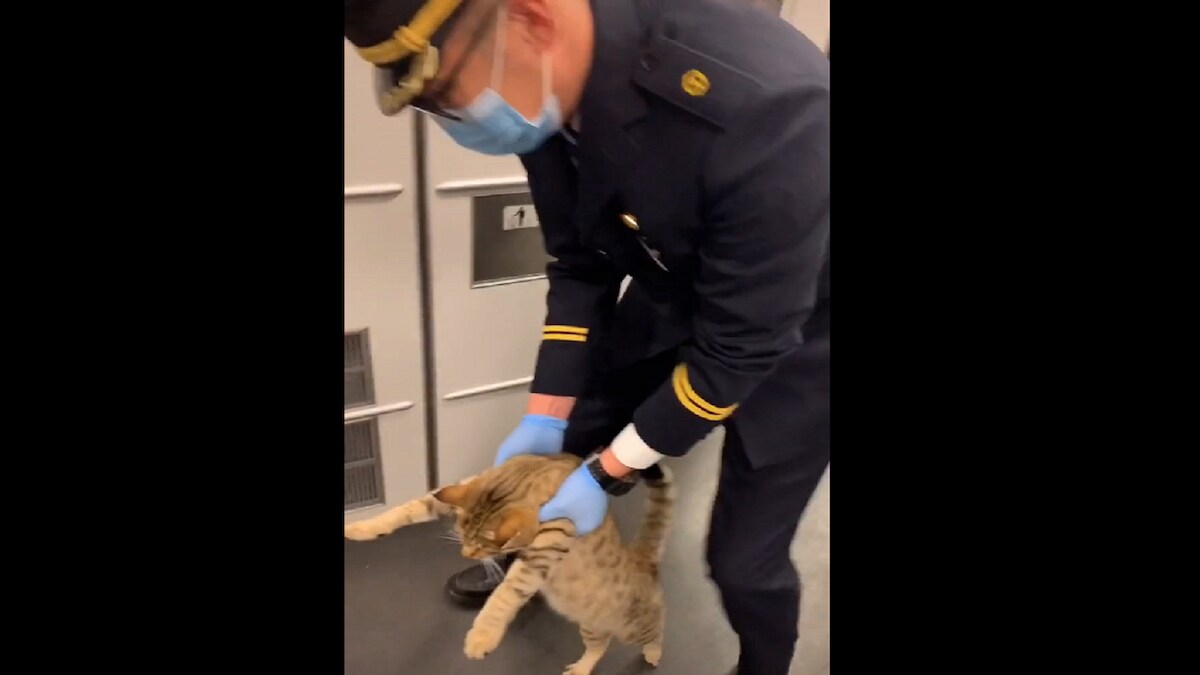 Watch: This Cat Sneaked Inside a Train Only to Get Caught by an Officer ...