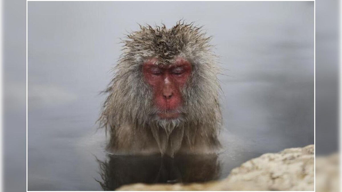 'Old World' Monkey Fossils Dating Back 6.4 Millions Years Discovered in ...