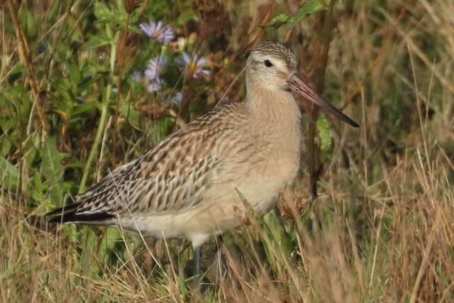 Godwit Bird Sets World Record with a Non-stop Flight for More than ...