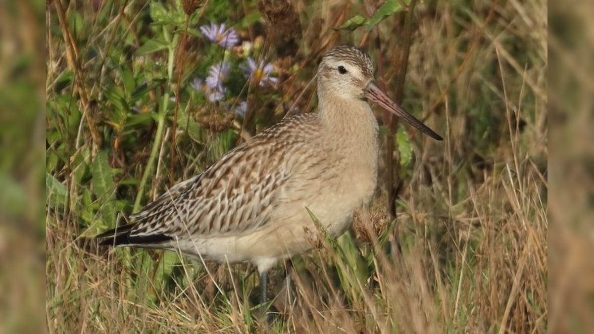Godwit Bird Sets World Record with a Non-stop Flight for More than ...