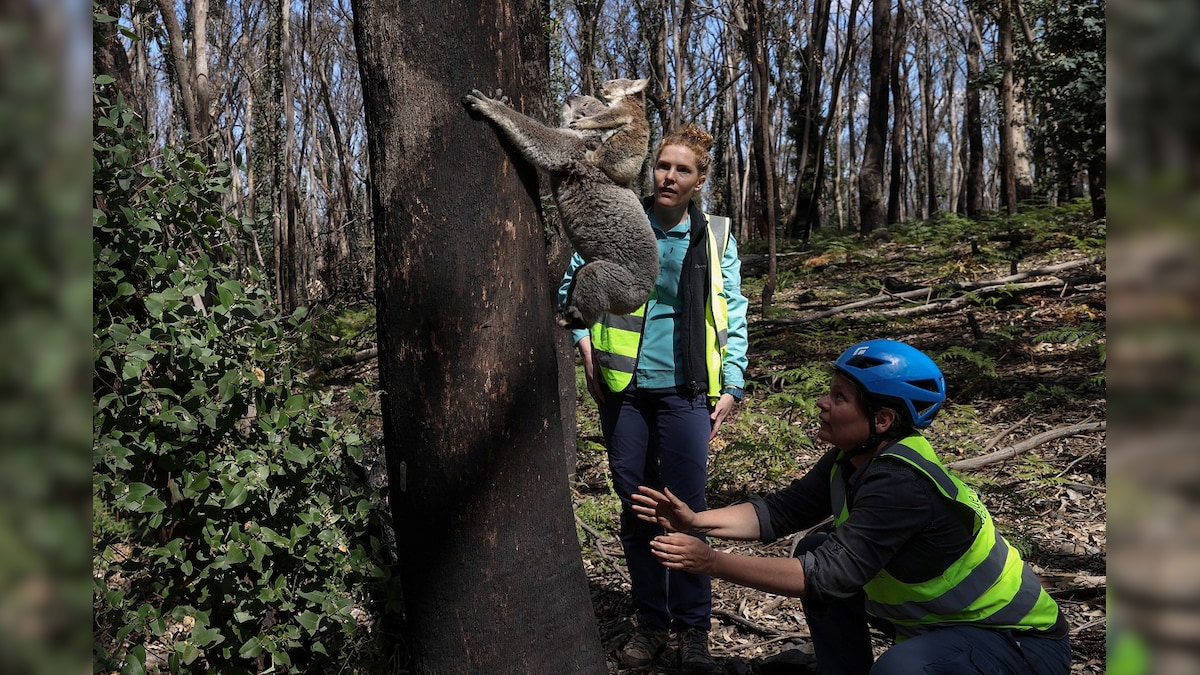 Little Koala Jumps, Climbs and Runs with Prosthetic Foot Made by ...