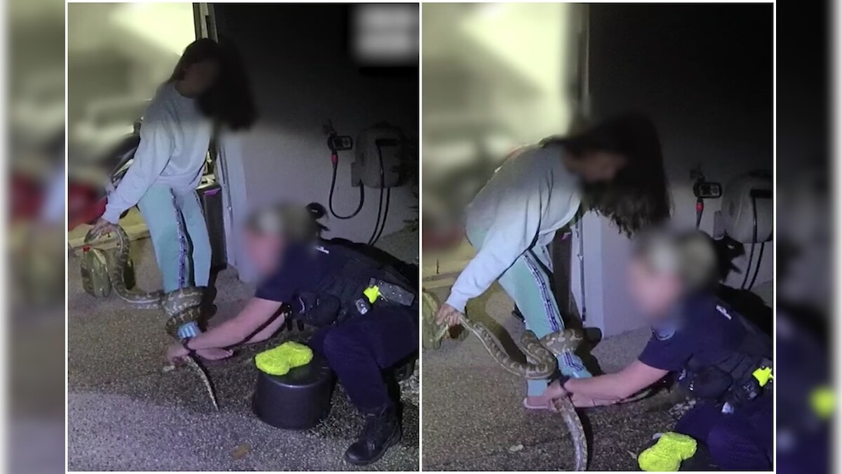 Giant Python Wrapped Itself around Australian Woman's Leg, Her Reaction ...