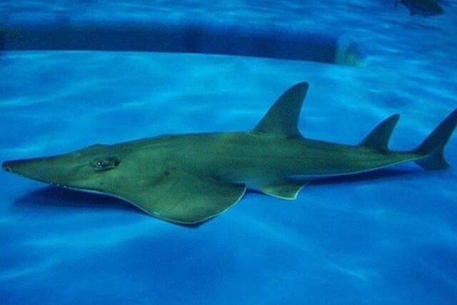 Ghost Ray Fish in Japanese Aquarium Since 1997 Declared a New Specie ...