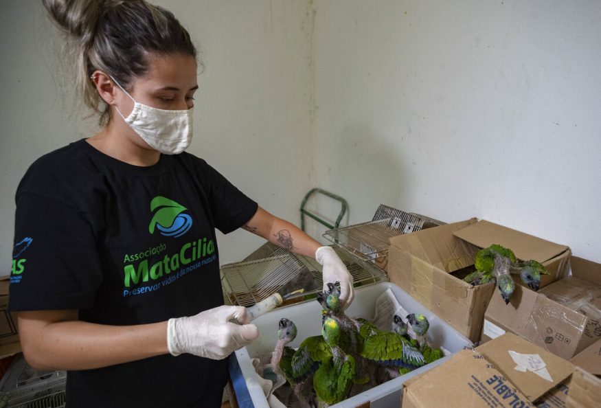 Wild Parrots Taken By Smugglers Rescued by Highway Police in Brazil