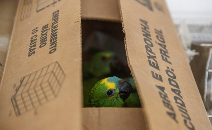 Wild Parrots Taken By Smugglers Rescued by Highway Police in Brazil