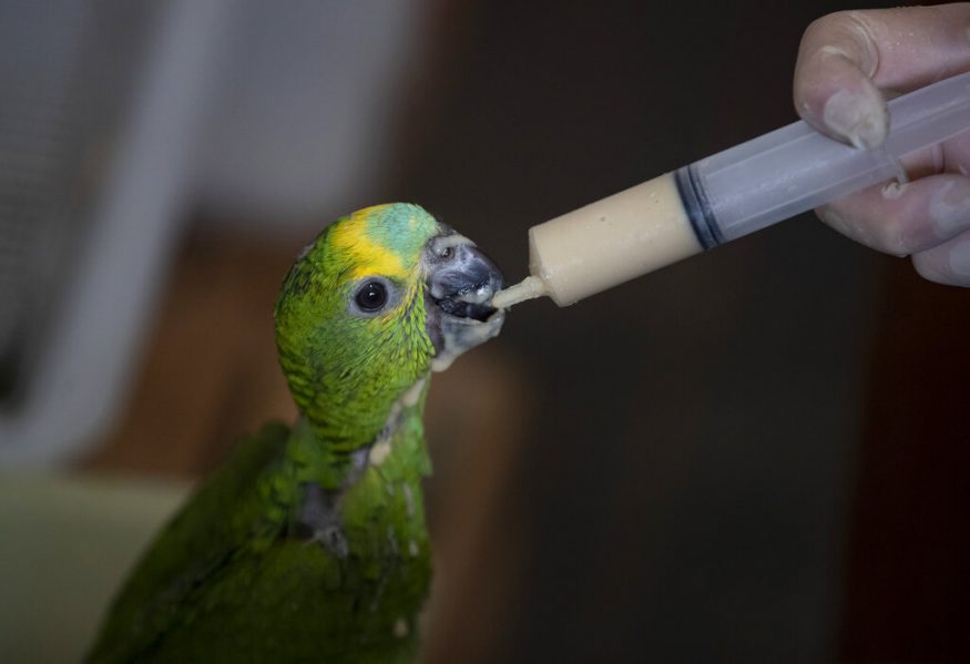 Wild Parrots Taken By Smugglers Rescued by Highway Police in Brazil ...