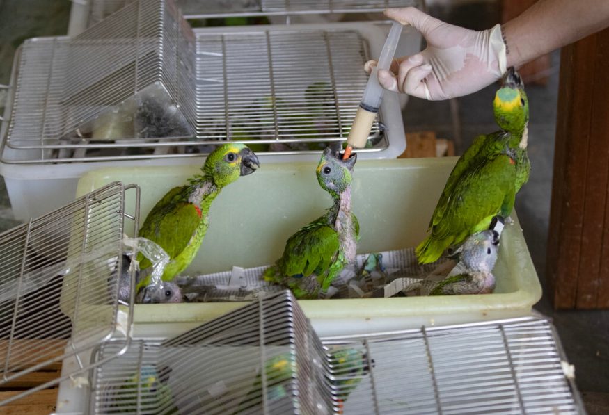 Wild Parrots Taken By Smugglers Rescued by Highway Police in Brazil