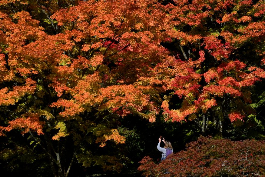 Photographers Capture Spectacular Fall Colors Around the World - News18