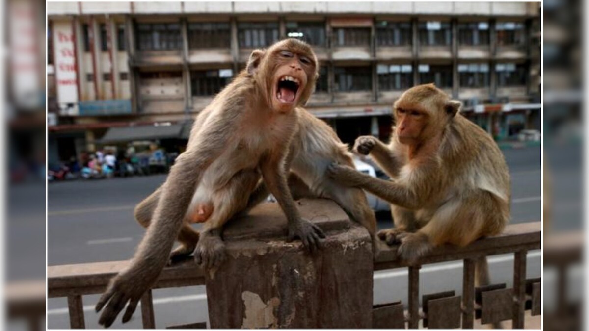 World Monkey Day 2020: Why Environmentalists are Raising Awareness ...