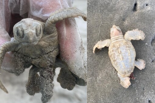 Photos Of Rare White Sea Turtles Spotted in US's South Carolina Go ...