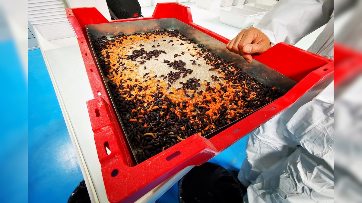 French Startup Ynsect to Build World's Biggest Bug Farm to Tackle ...