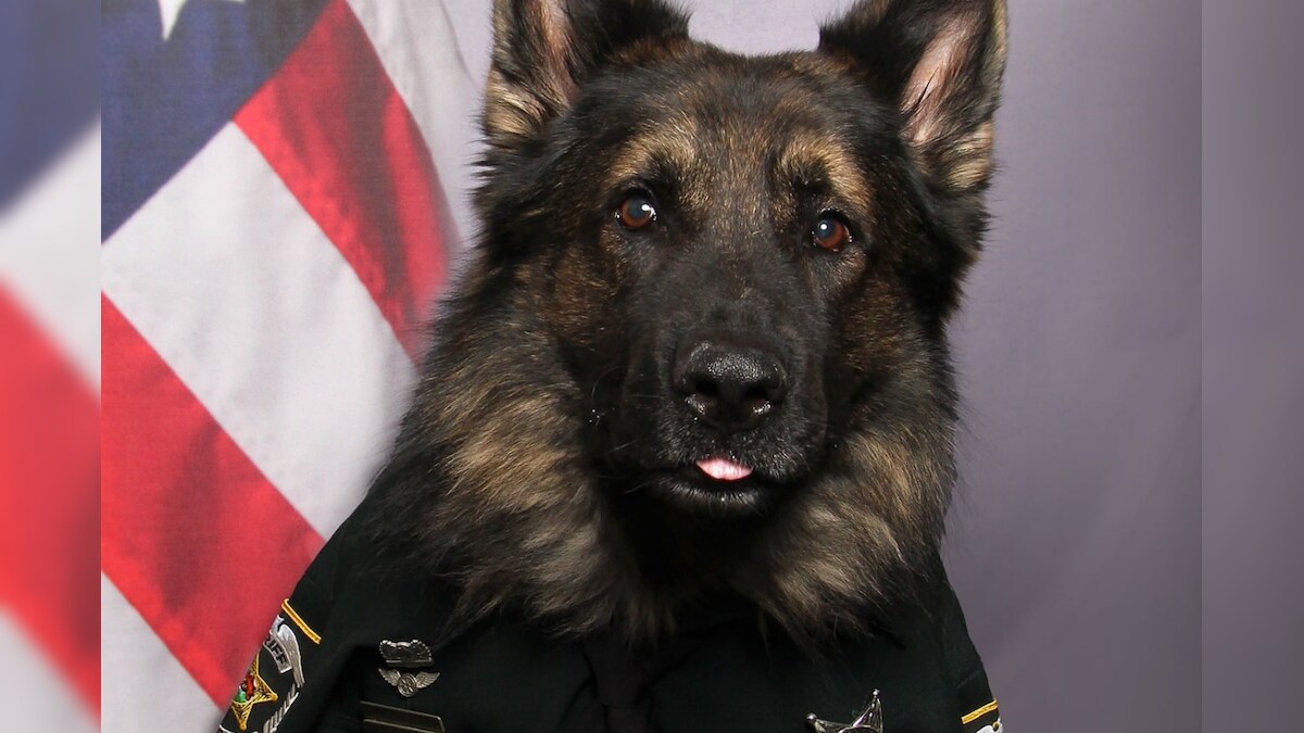 Paw Patrol: Photo of German Shepherd in Officer's Uniform is Proof He's ...