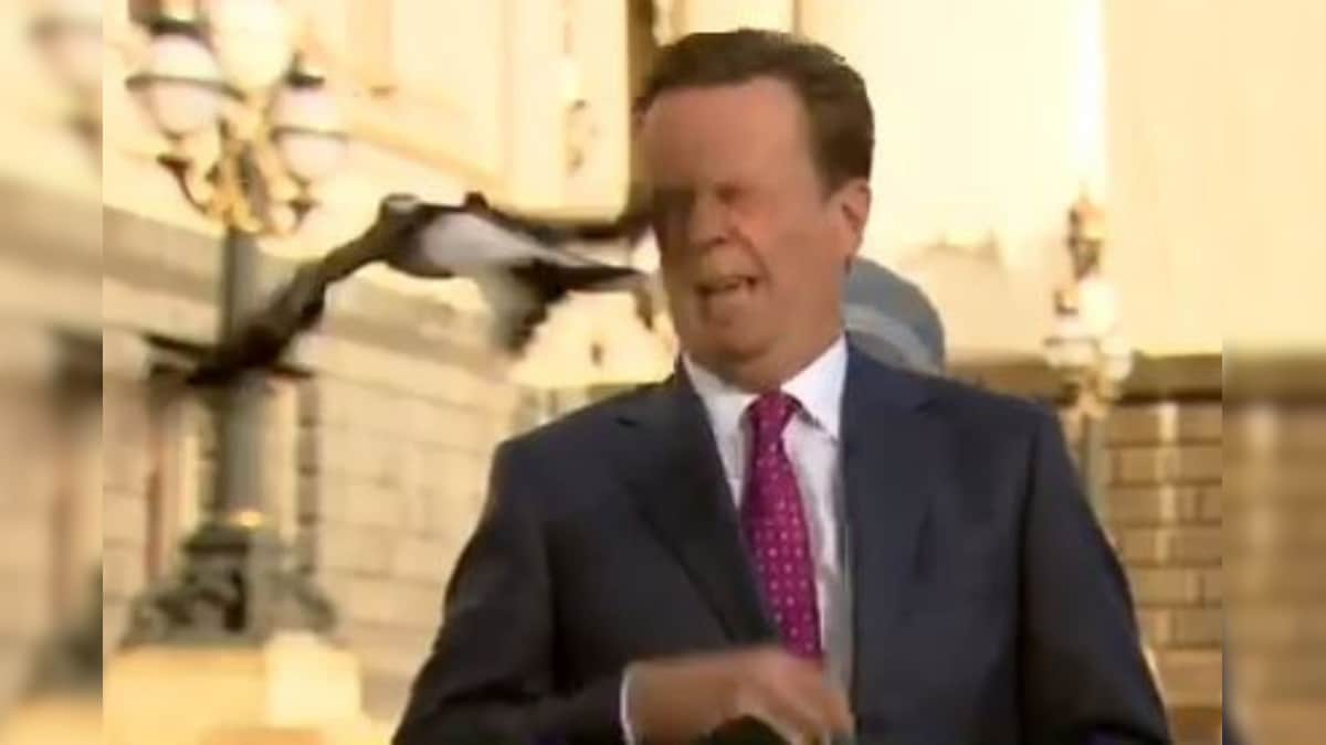 'A Nasty Peck': Magpie Swoops Australian Reporter in Face Moments ...