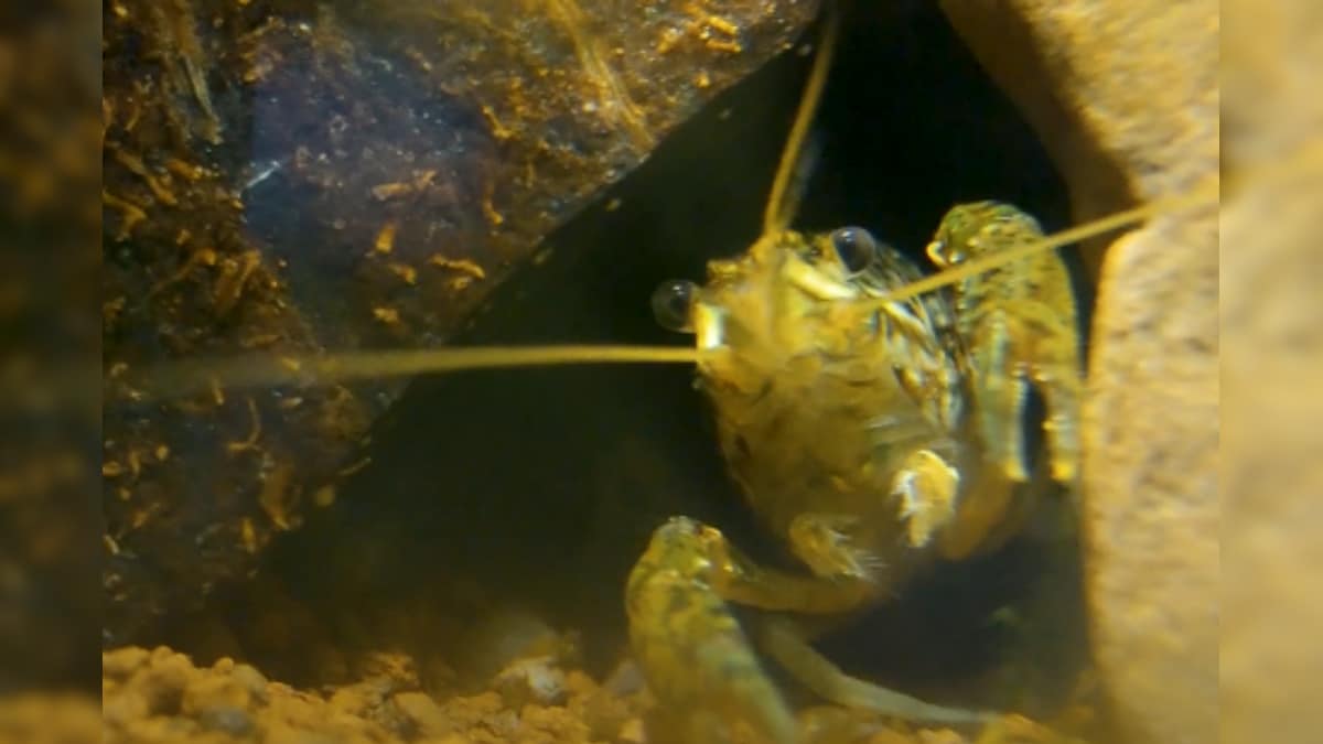 Hundreds of Self-cloning Mutant Crayfish Invade Cemetery in Belgium ...
