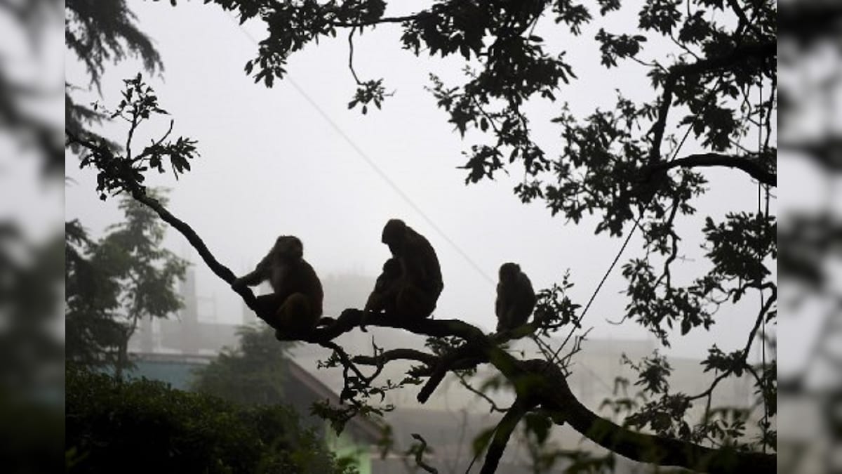 Over 30 Monkeys Poisoned to Death, Stuffed in Gunny Bags in Telangana's ...