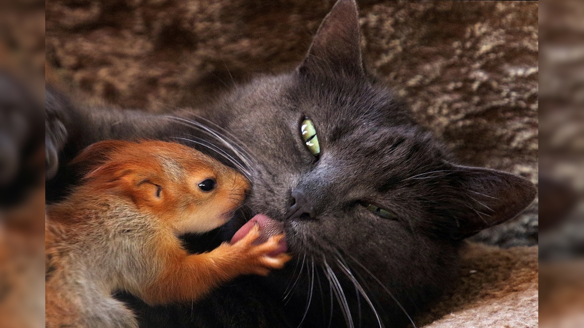 Why Do Animals Help Each Other? Scientists Decode Altruism by Studying ...