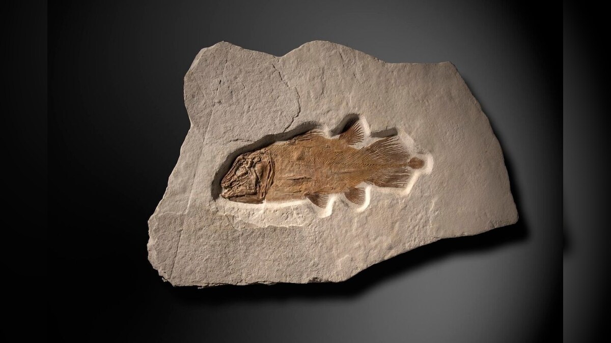 200 Million-year-old Fossil of 'Lazarus' Fish Expected to Fetch Over Rs ...