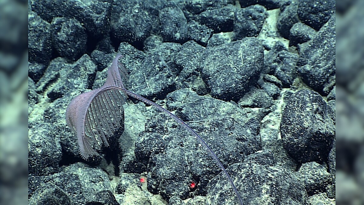 Discovery of Corals in Mineral-rich Pacific Seabed Pose Threat to ...