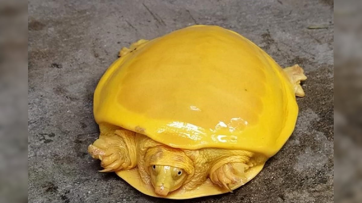 Netizens are Amazed at Another Rare Indian 'Flapshell' Yellow Turtle ...