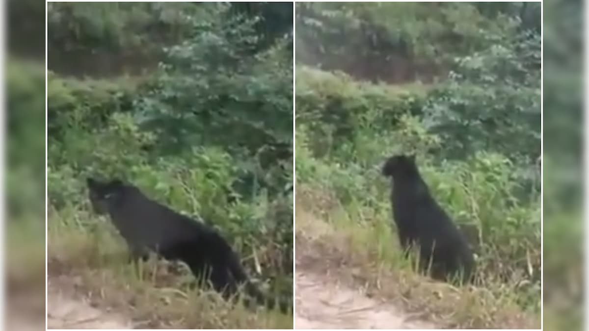 Rare Black Panther Spotted Casually Chilling on Forest Road in India ...
