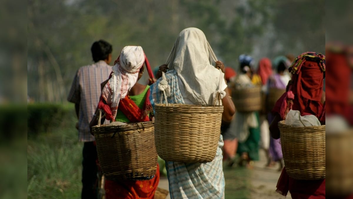 Rare Assam Tea Sells for Whopping Rs 75,000 Per Kg at Auction, Here's ...