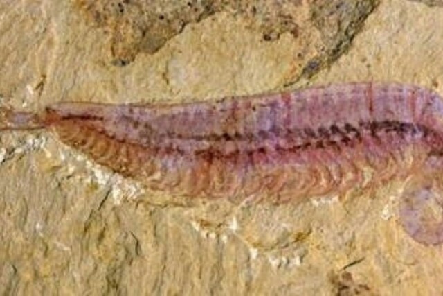 A Shrimp-Like Creature That Lived Millions of Years Ago May Hold Key to ...