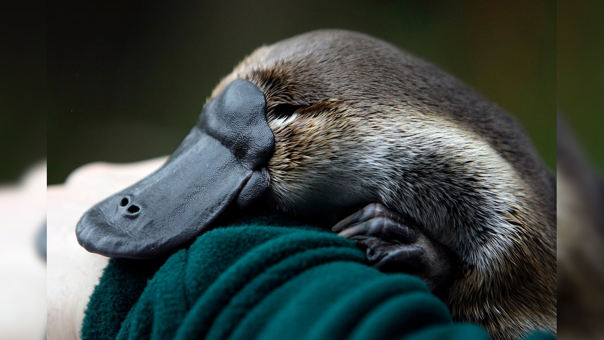 New Research Finds Platypus Glows Green Under UV Light, Possibly to ...