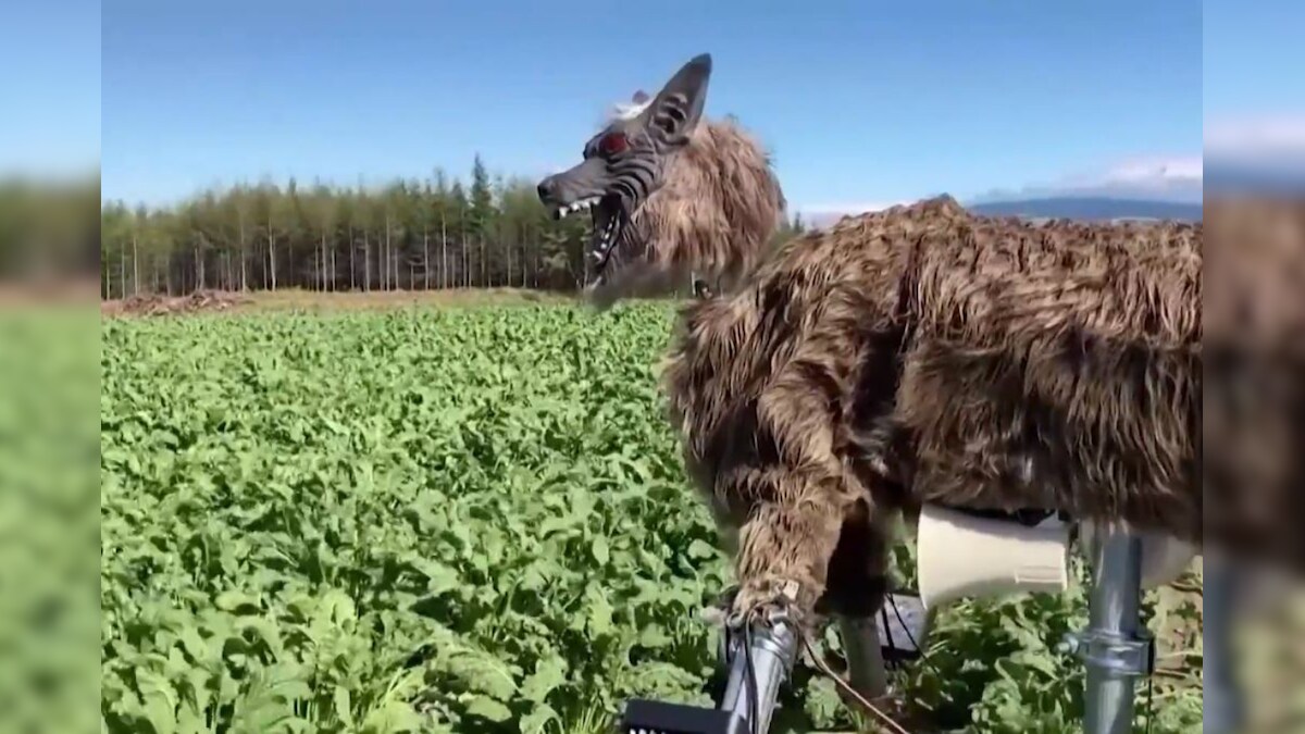 Japan Town Installs Monster Wolf Robot to Shoo Away Bears Damaging the ...