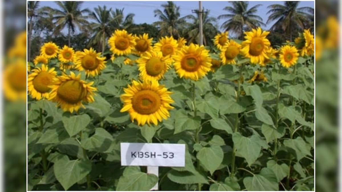 Indian Sunflowers are Blooming in Uganda, Thanks to Hybrid Seed ...