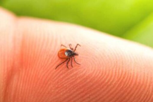 What is Lyme Disease and How Can You Prevent it - News18