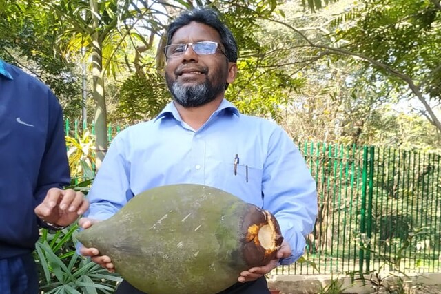 India's Only 125-year-old Double Coconut Tree Harvested After Several ...