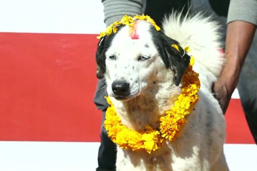In Photos: Nepal Celebrates 'Kukur Tihar' by Worshipping Dogs - News18