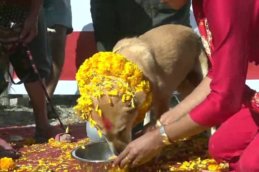 In Photos: Nepal Celebrates 'Kukur Tihar' by Worshipping Dogs - News18
