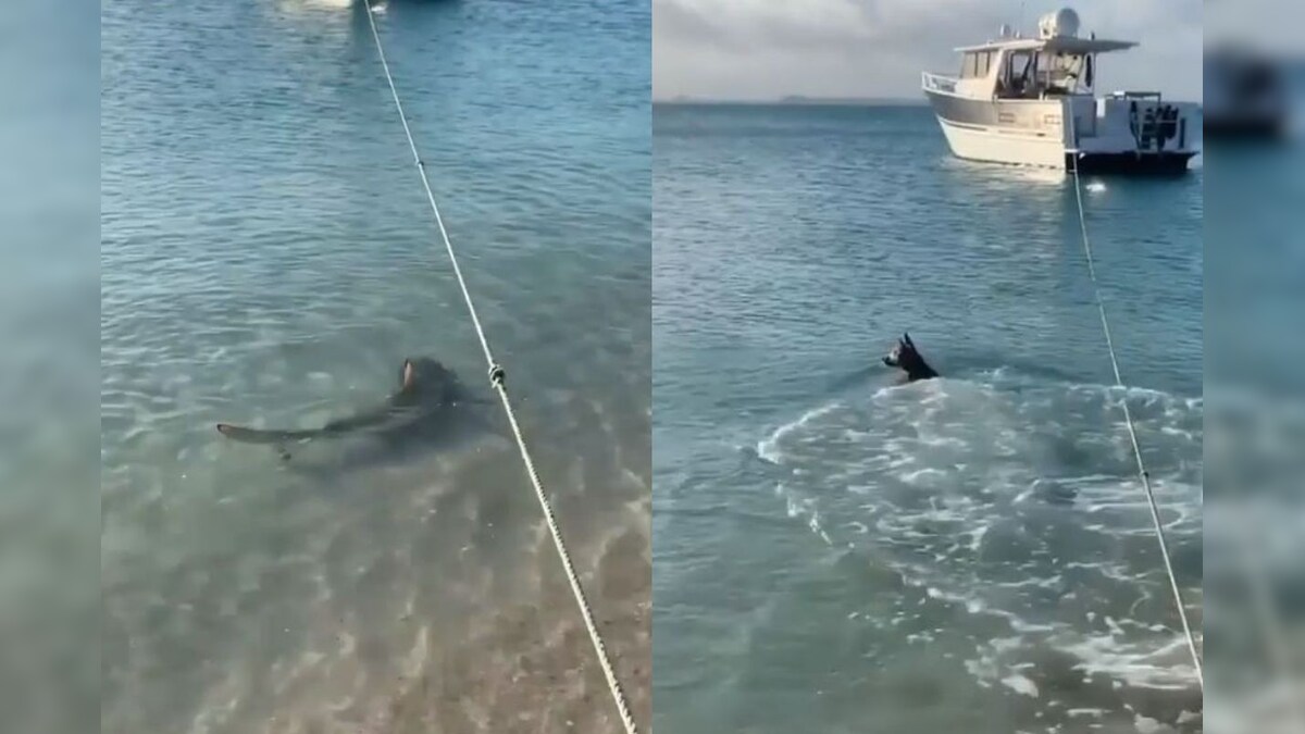 Watch: How This Dog Takes on a Shark and Chases It away on an ...