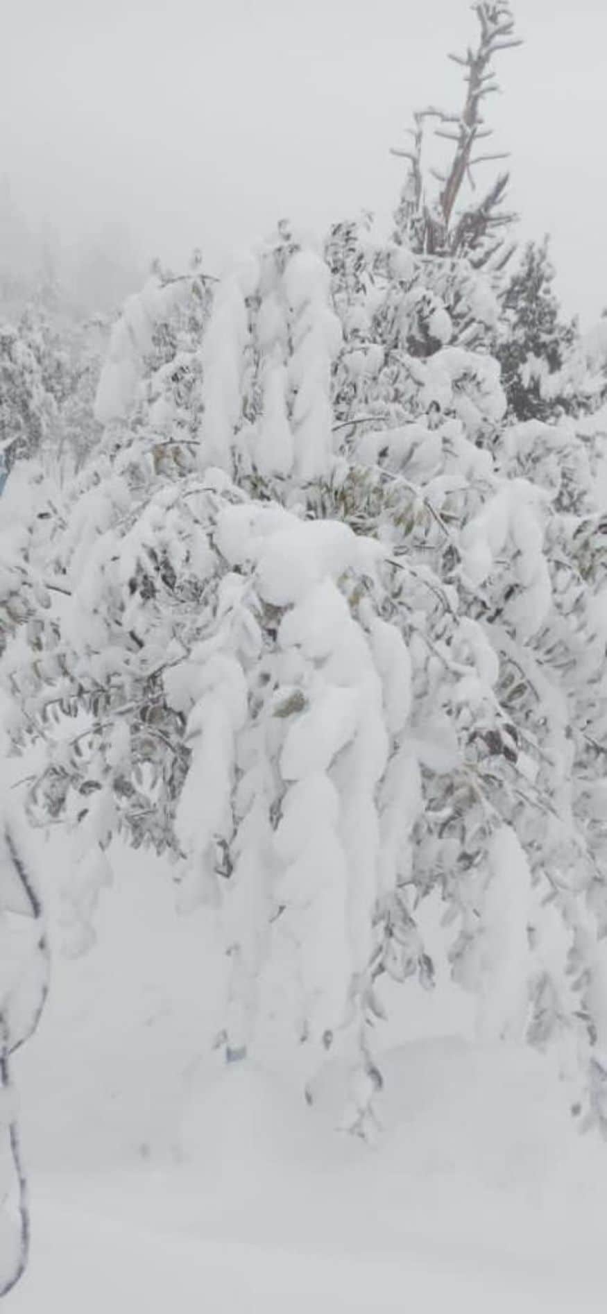 PICS: Manali, Kufri in Himachal Get Season's First Snowfall, Brings ...